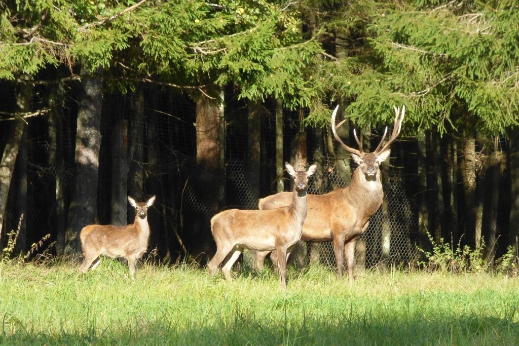 Līgatnes dabas takas | Brīvdienām.lv
